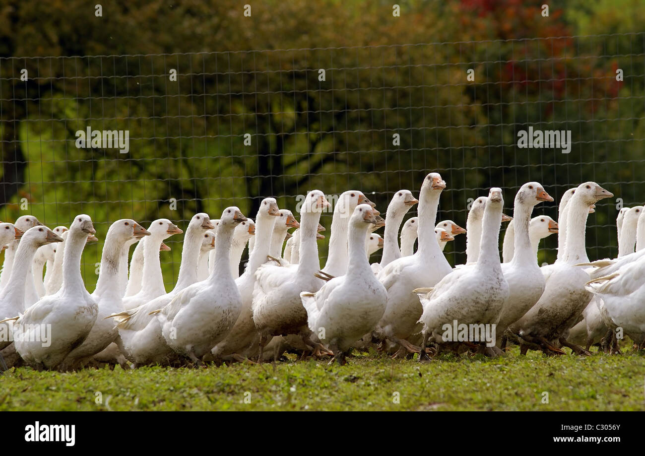 Flock of geese Stock Photo - Alamy