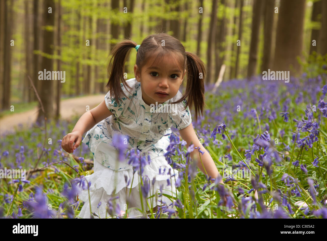 little girl looking for easter-eggs in the woods between bluebells ...