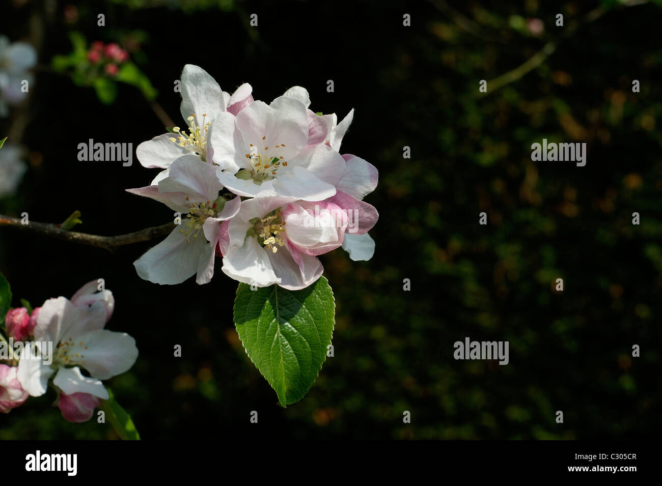 Laxtons hi-res stock photography and images - Alamy