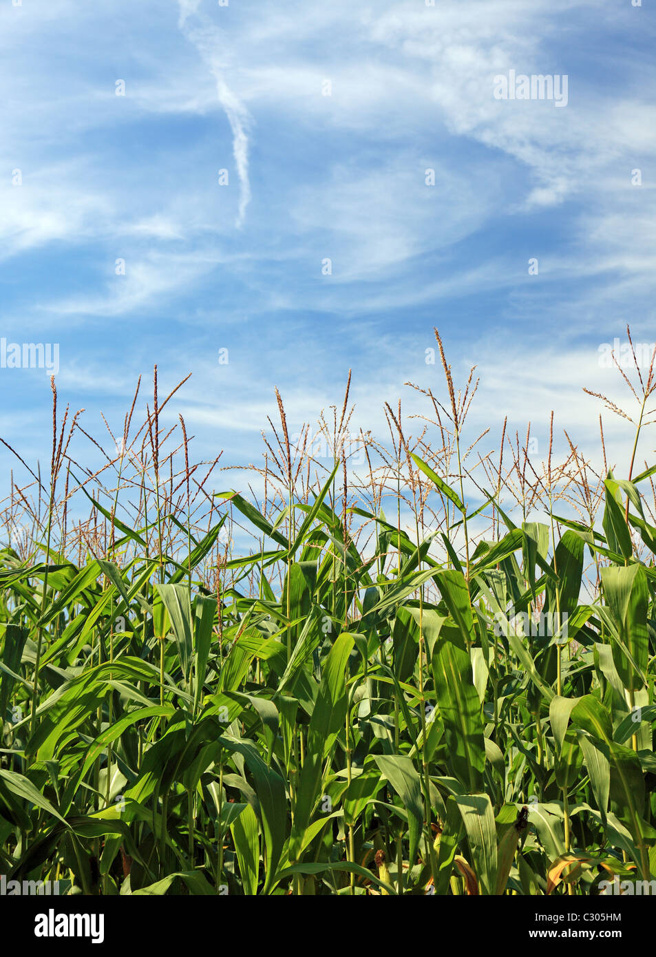 Maize field and beautiful sky. Good as background or backdrop Stock ...