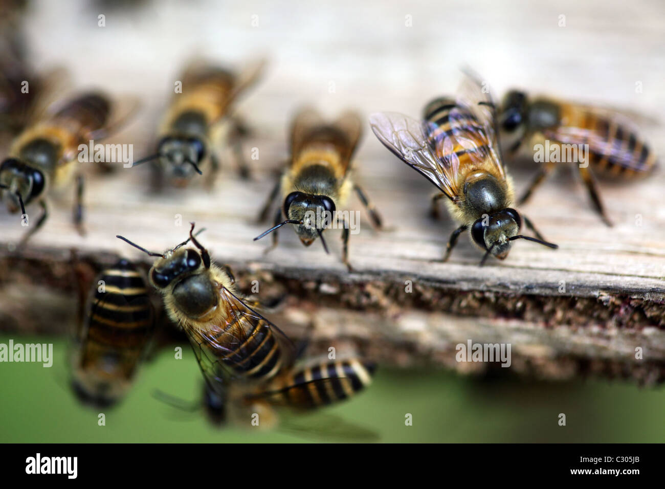 Insect malaysia asia hi-res stock photography and images - Alamy