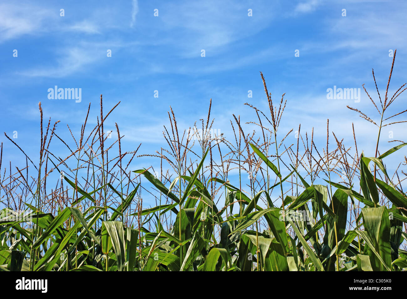 Maize field and beautiful sky. Good as background or backdrop Stock ...