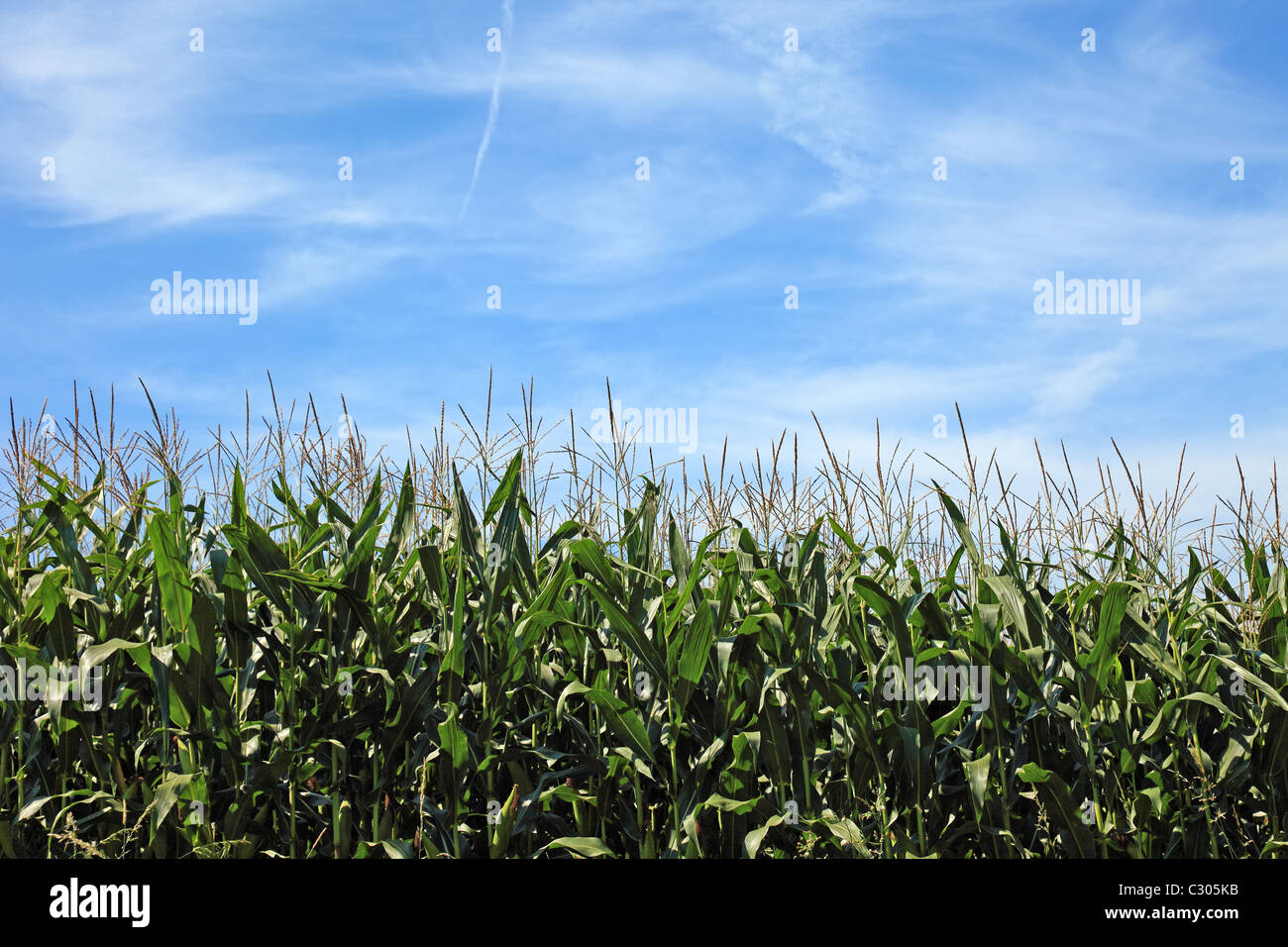 Maize field and beautiful sky. Good as background or backdrop Stock ...