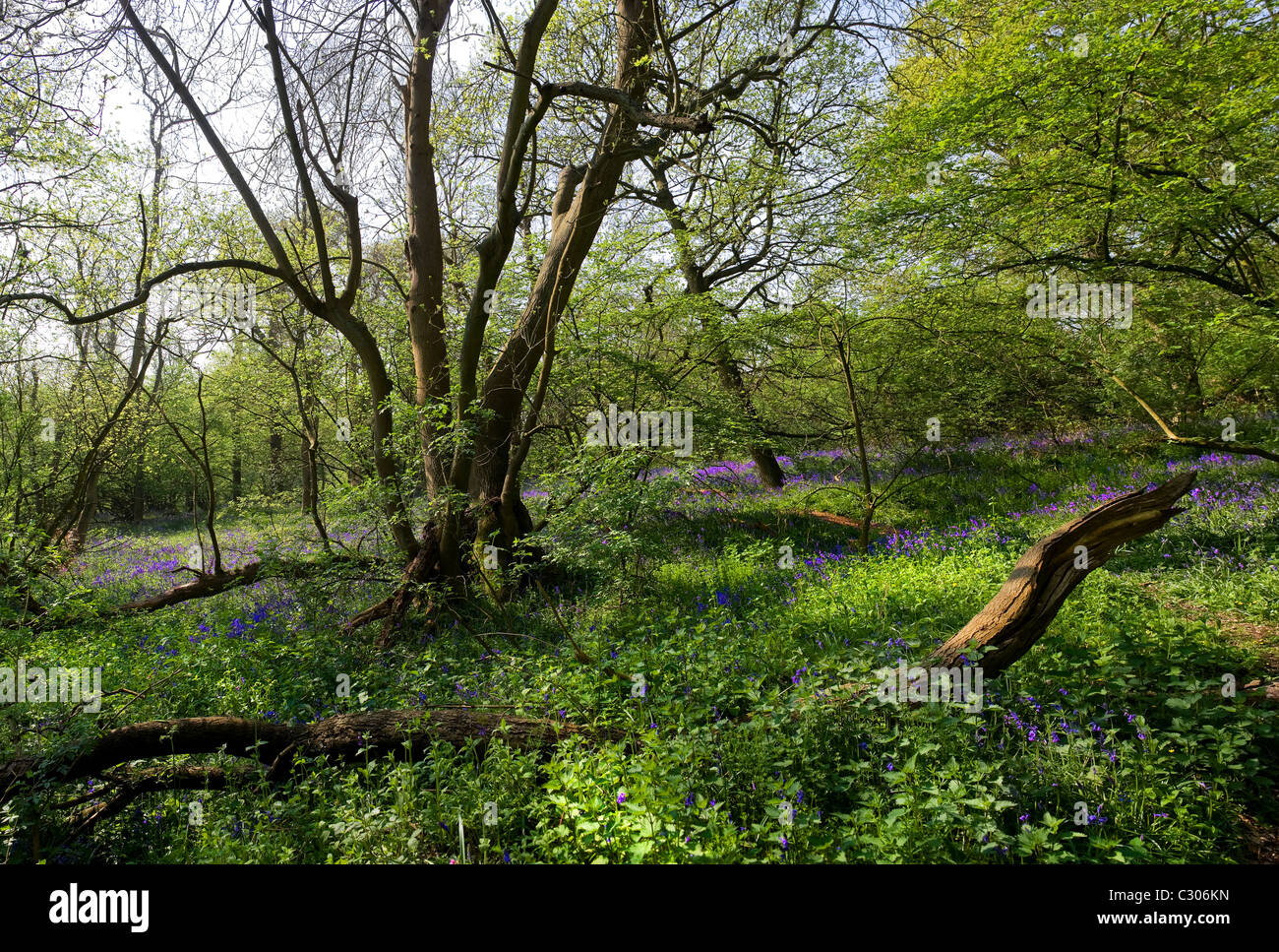 Coombe woods essex hi-res stock photography and images - Alamy