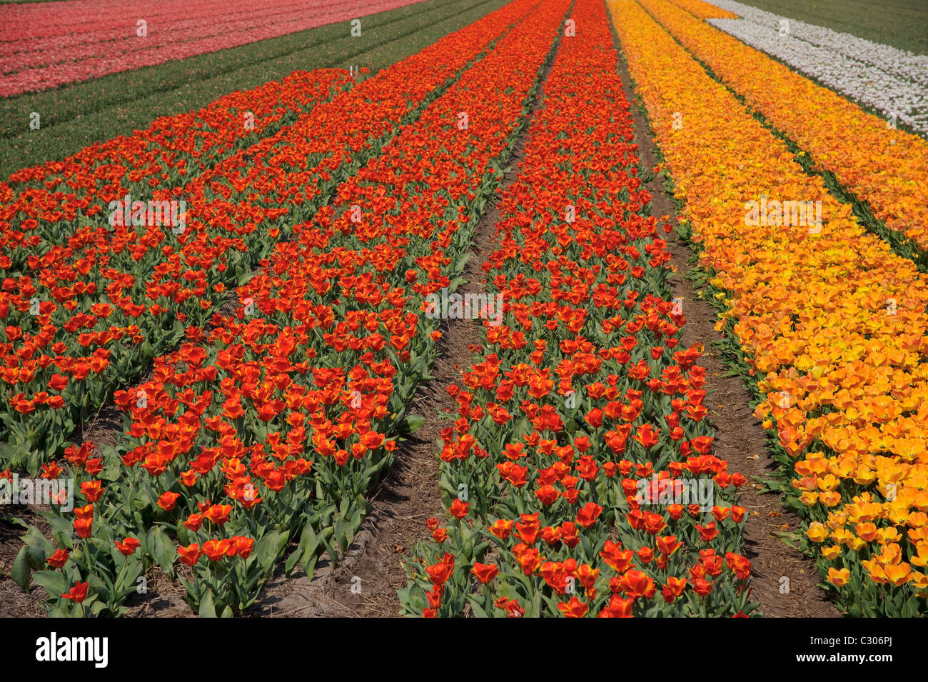 Colorful field with tulips and other flowers in the Netherlands Stock ...