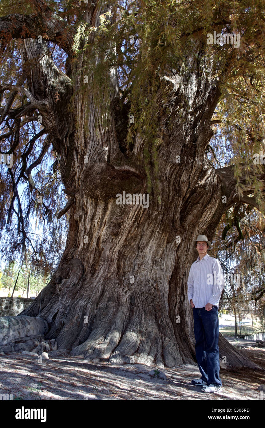 Prehispanic tree man standing hi-res stock photography and images - Alamy