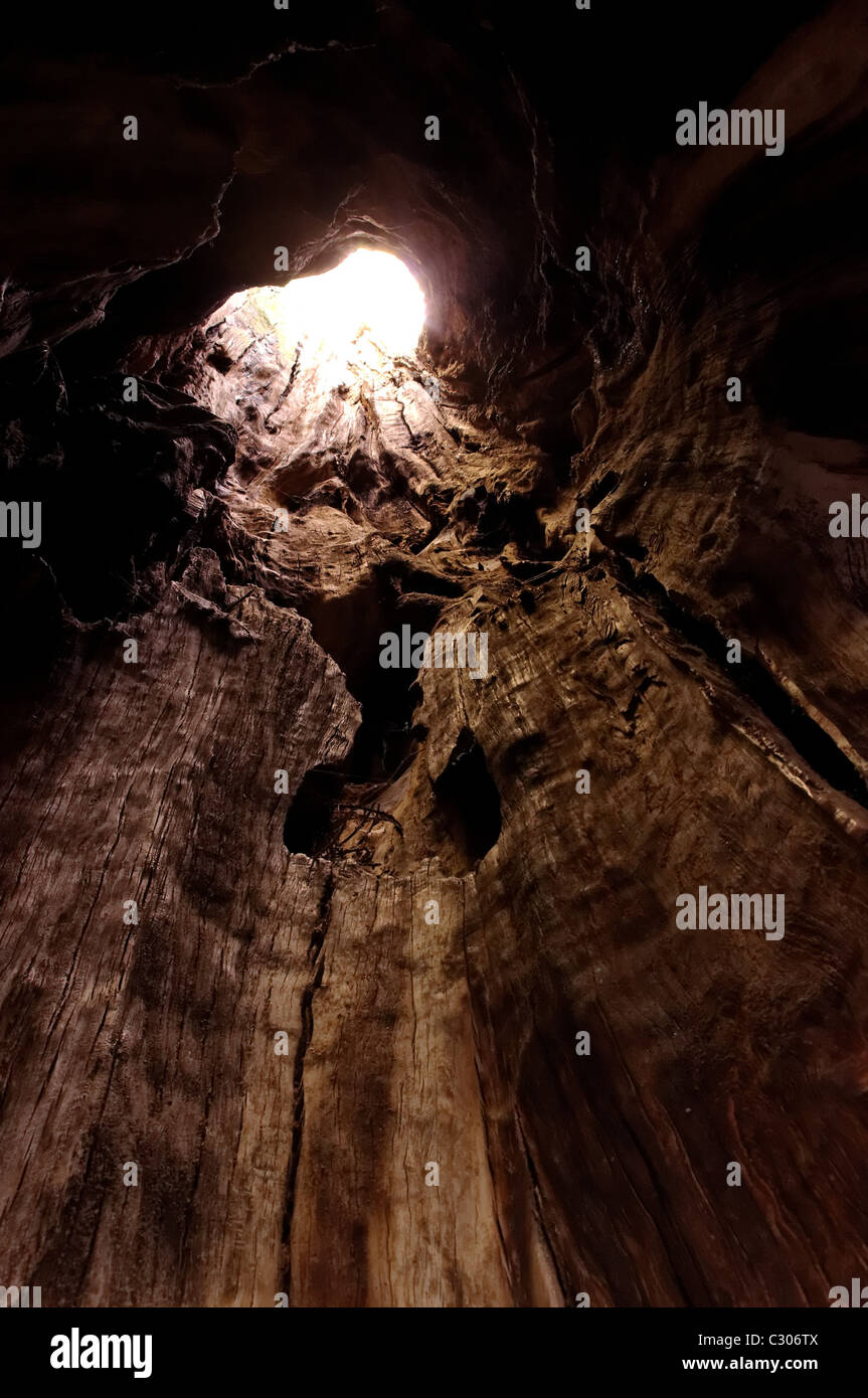 Sabino ahuehuete hi-res stock photography and images - Alamy