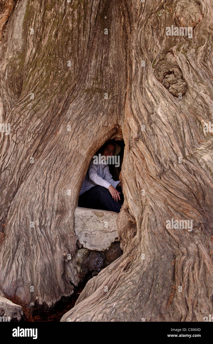 Sabino ahuehuete hi-res stock photography and images - Alamy