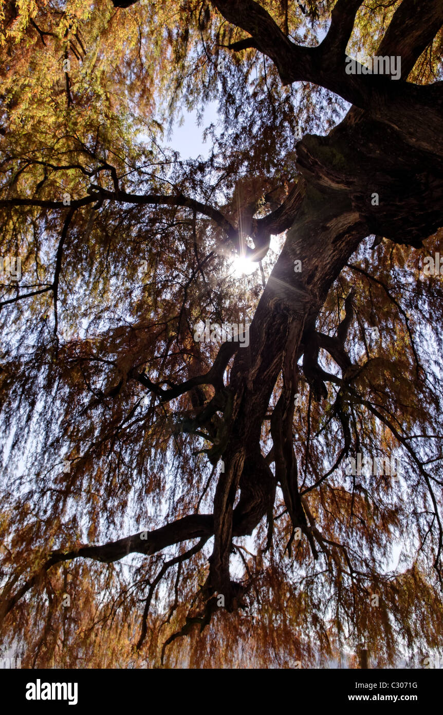 Tree branches montezuma cypress taxodium mucronatum hi-res stock ...