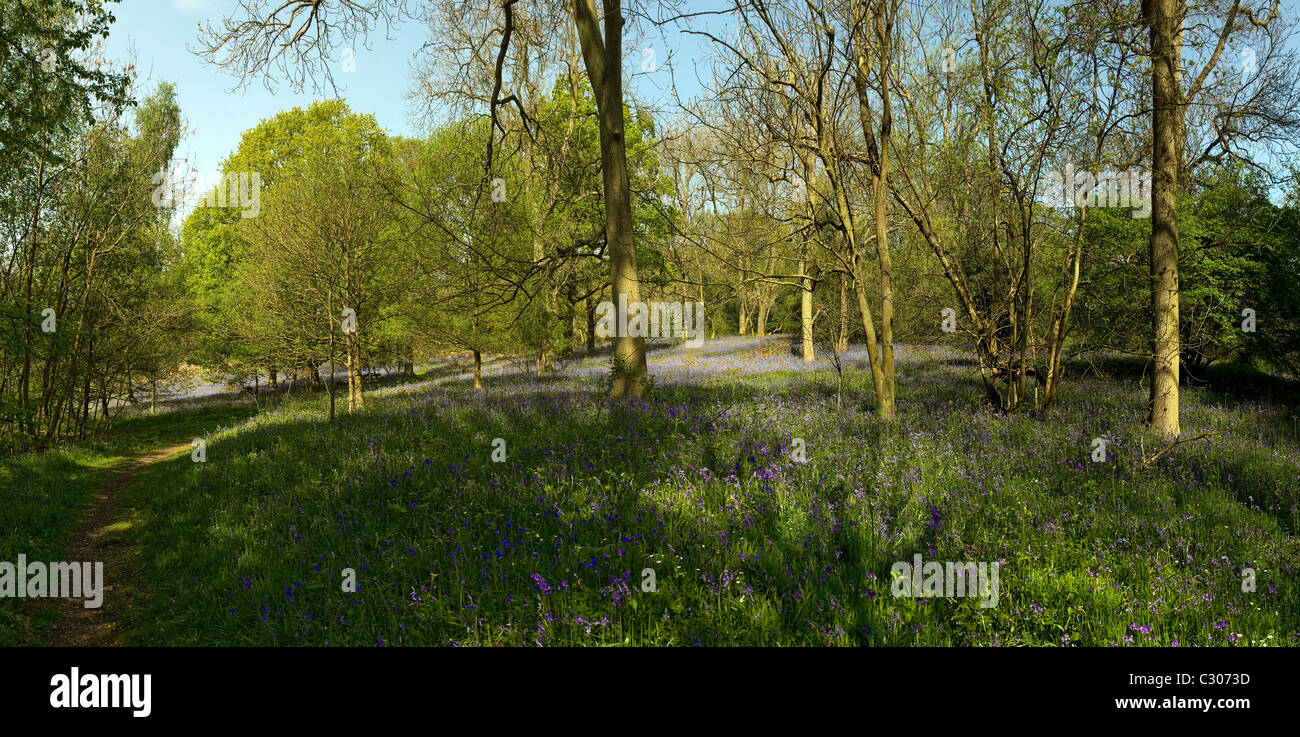A panoramic image of a woodland in Langdon Hills Country Park in Essex ...