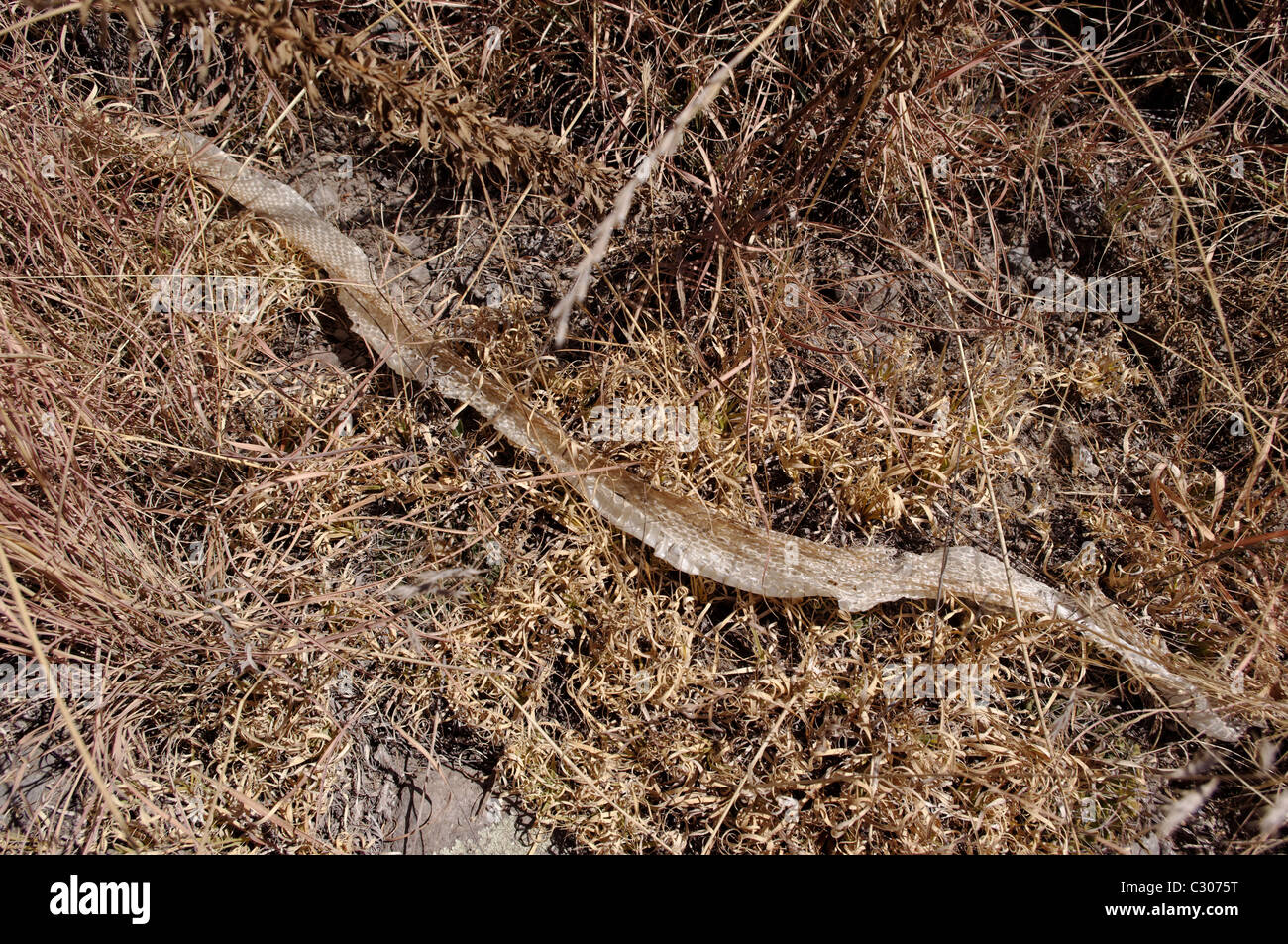 Empty snake skin in central Mexico Stock Photo - Alamy