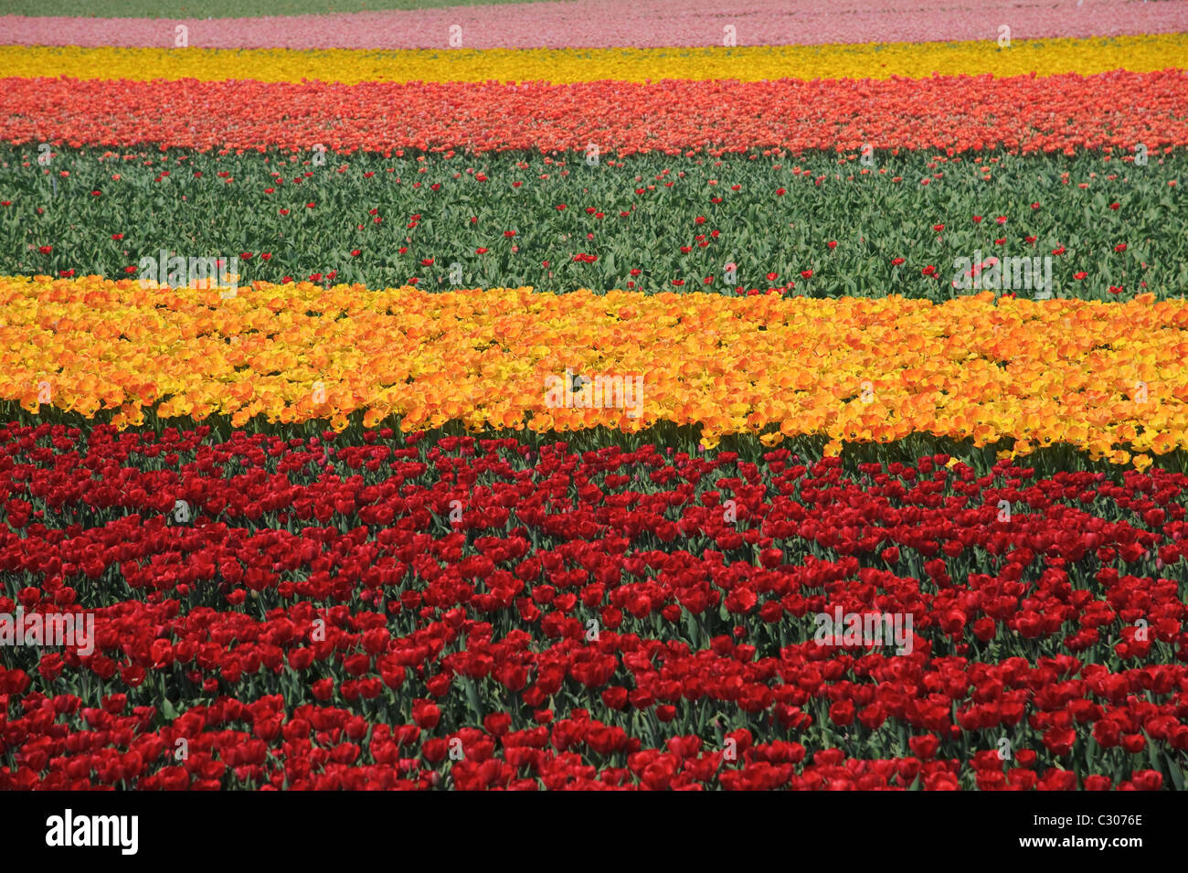 Colorful field with tulips and other flowers in the Netherlands Stock ...