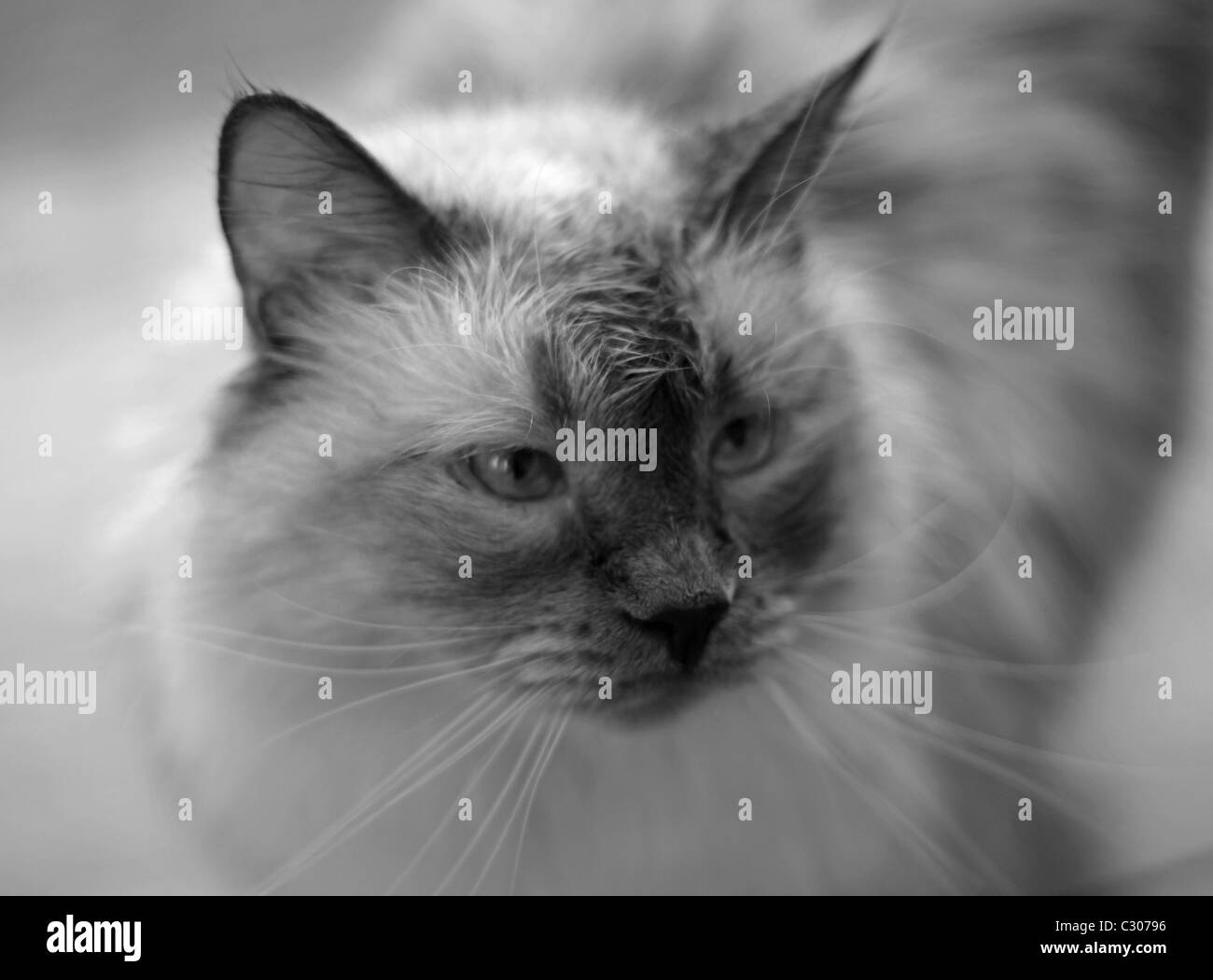 Face cat Black and White Stock Photos & Images - Alamy