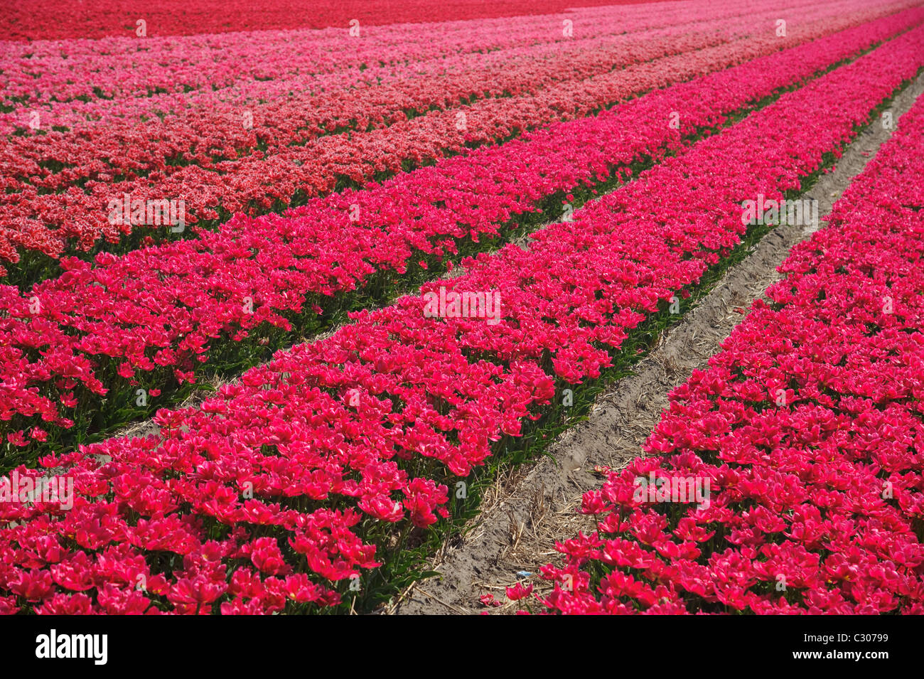 Field with rows of vibrant red flowers Stock Photo - Alamy