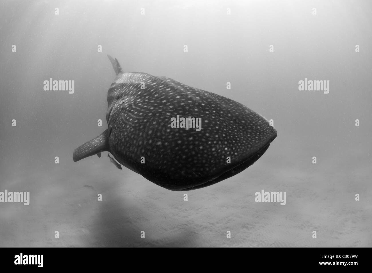 Africa amazing Black and White Stock Photos & Images - Alamy