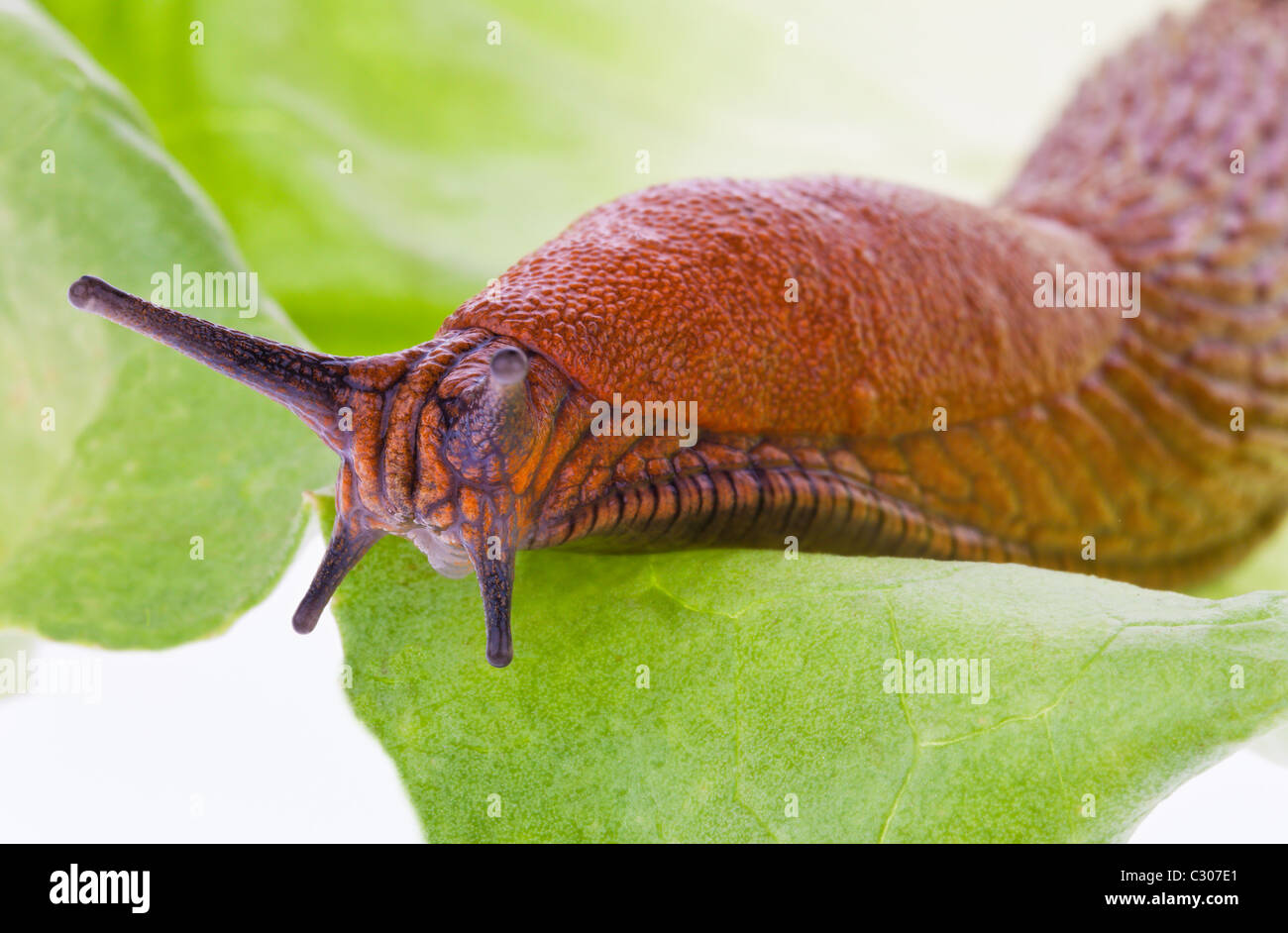 Slug on lettuce leaf Stock Photo - Alamy