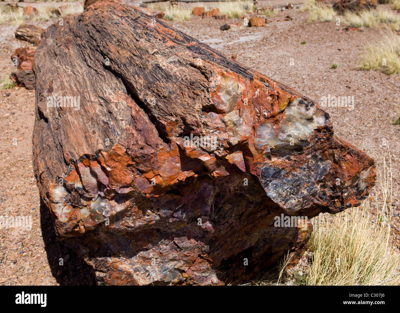 Petrified tree log - Petrified Forest National Park, Arizona USA Stock ...