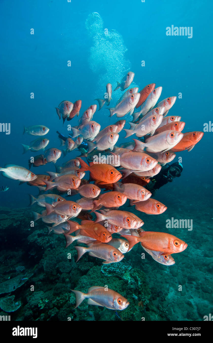 School of big-eyes or glass-eye snapper, Heteropriacanthus cruentatus ...