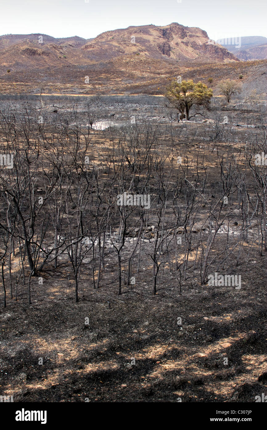 Aftermath of wild fires that devastated ranch land near Marfa and Fort ...