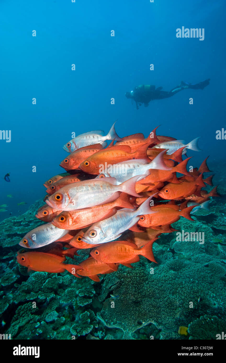 School of big-eyes or glass-eye snapper, Heteropriacanthus cruentatus ...