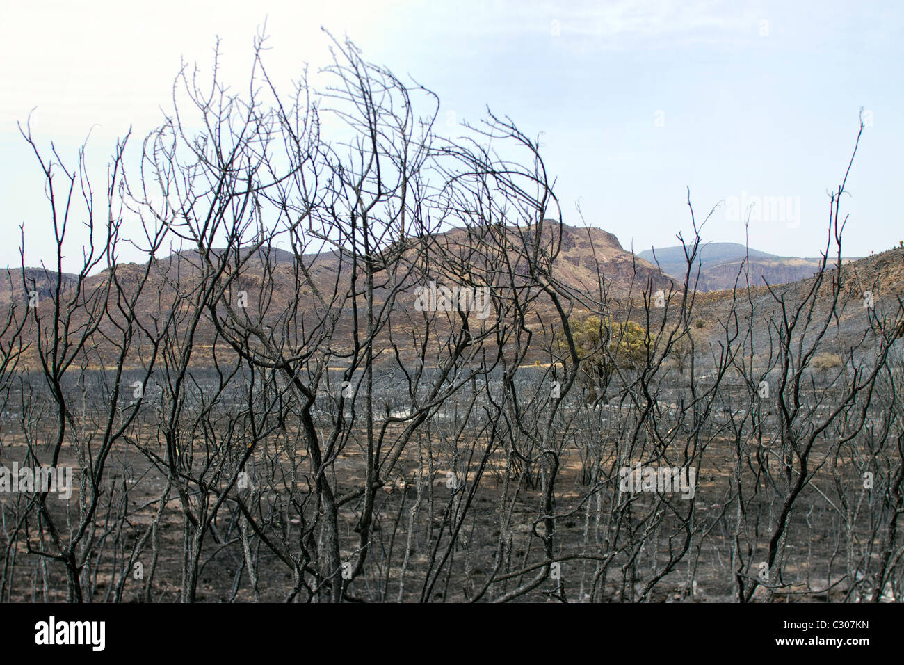 Aftermath of wild fires that devastated ranch land near Marfa and Fort ...