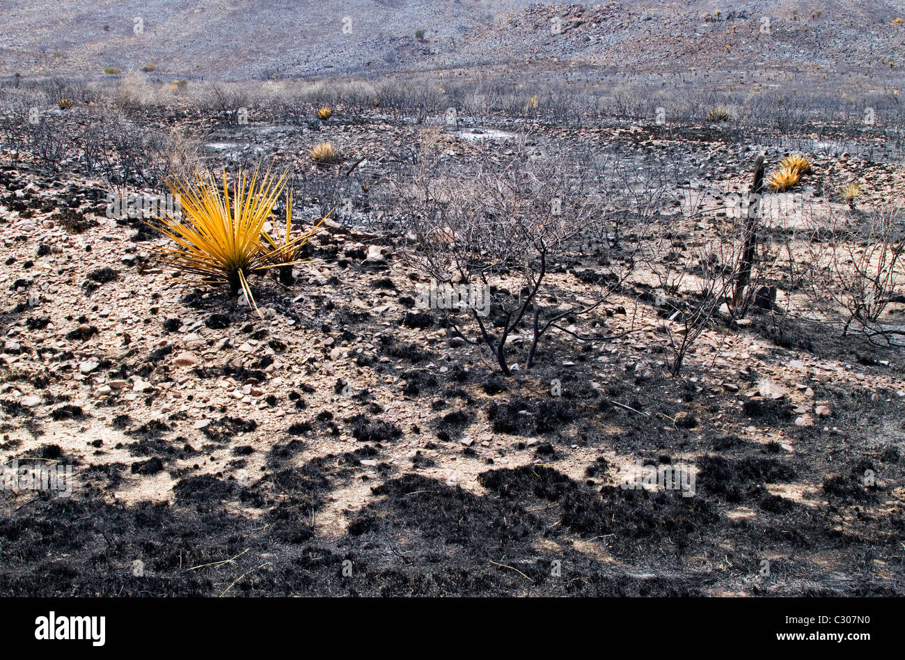 Aftermath of wild fires that devastated ranch land near Marfa and Fort ...