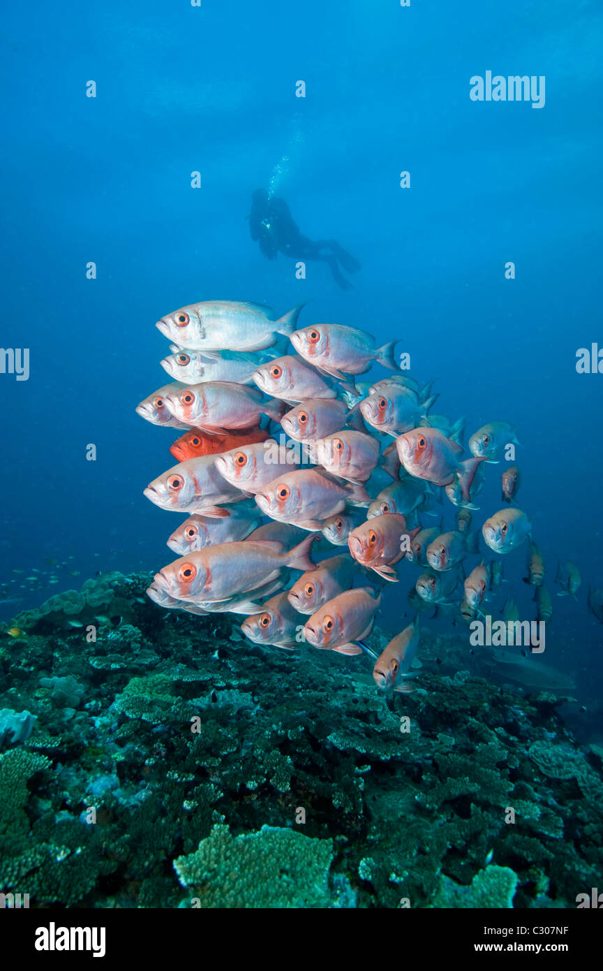 Glass eye snapper hi-res stock photography and images - Alamy