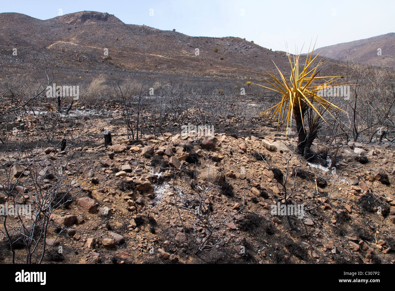 Aftermath of wild fires that devastated ranch land near Marfa and Fort ...