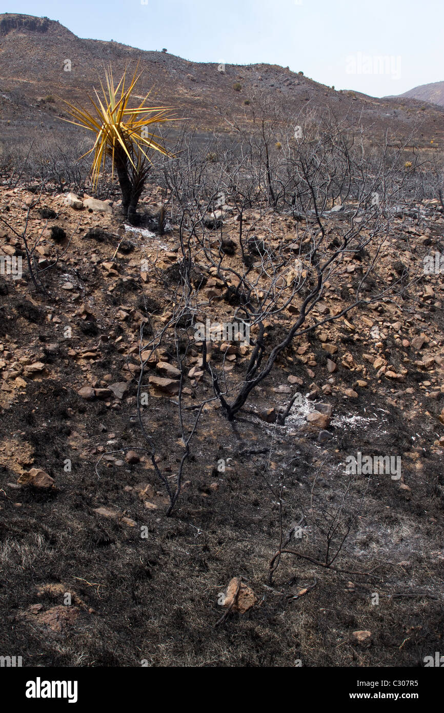 Aftermath of wild fires that devastated ranch land near Marfa and Fort ...