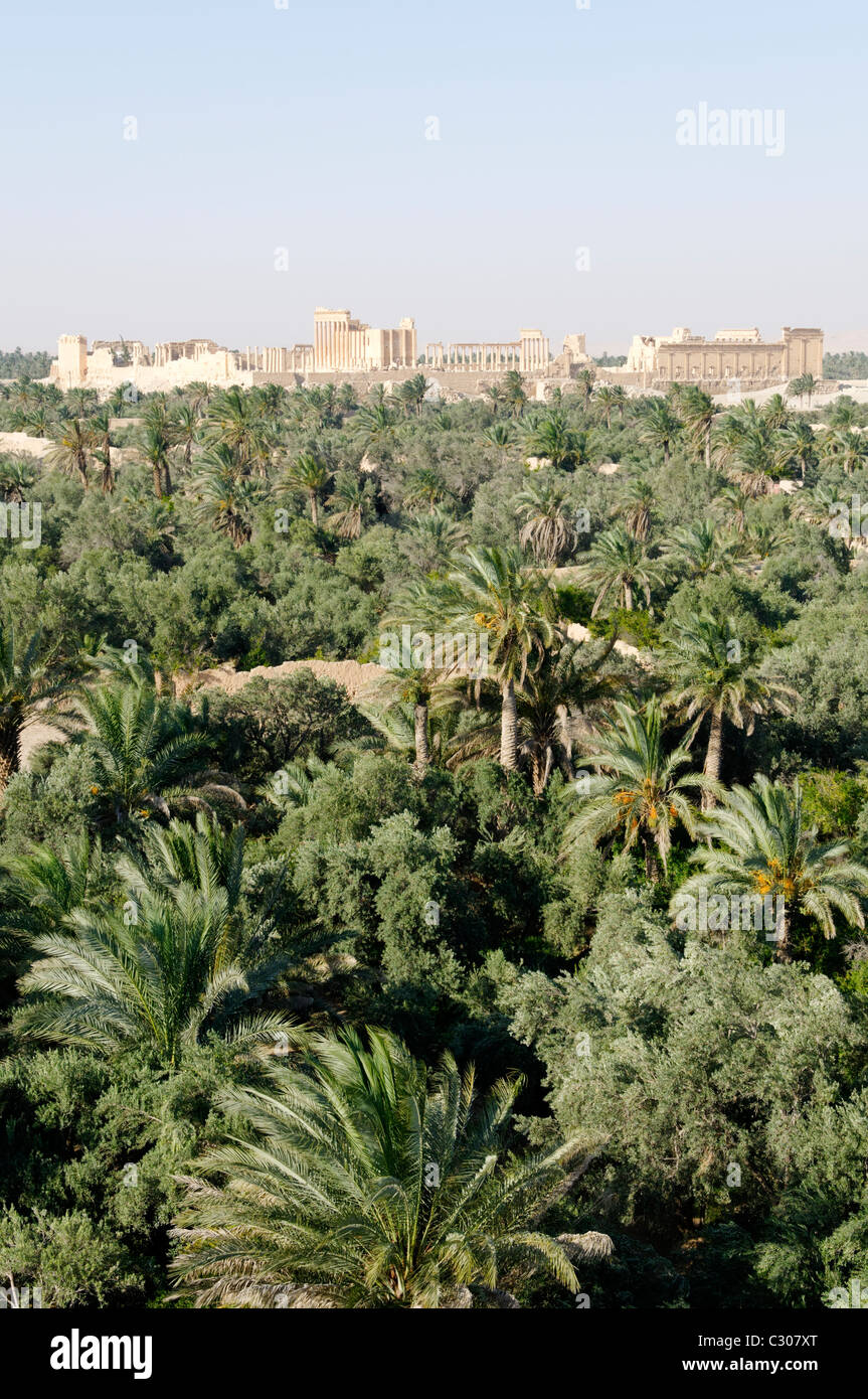 Palmyra. Syria. View over lush palm trees of the Temple of Bel which is ...