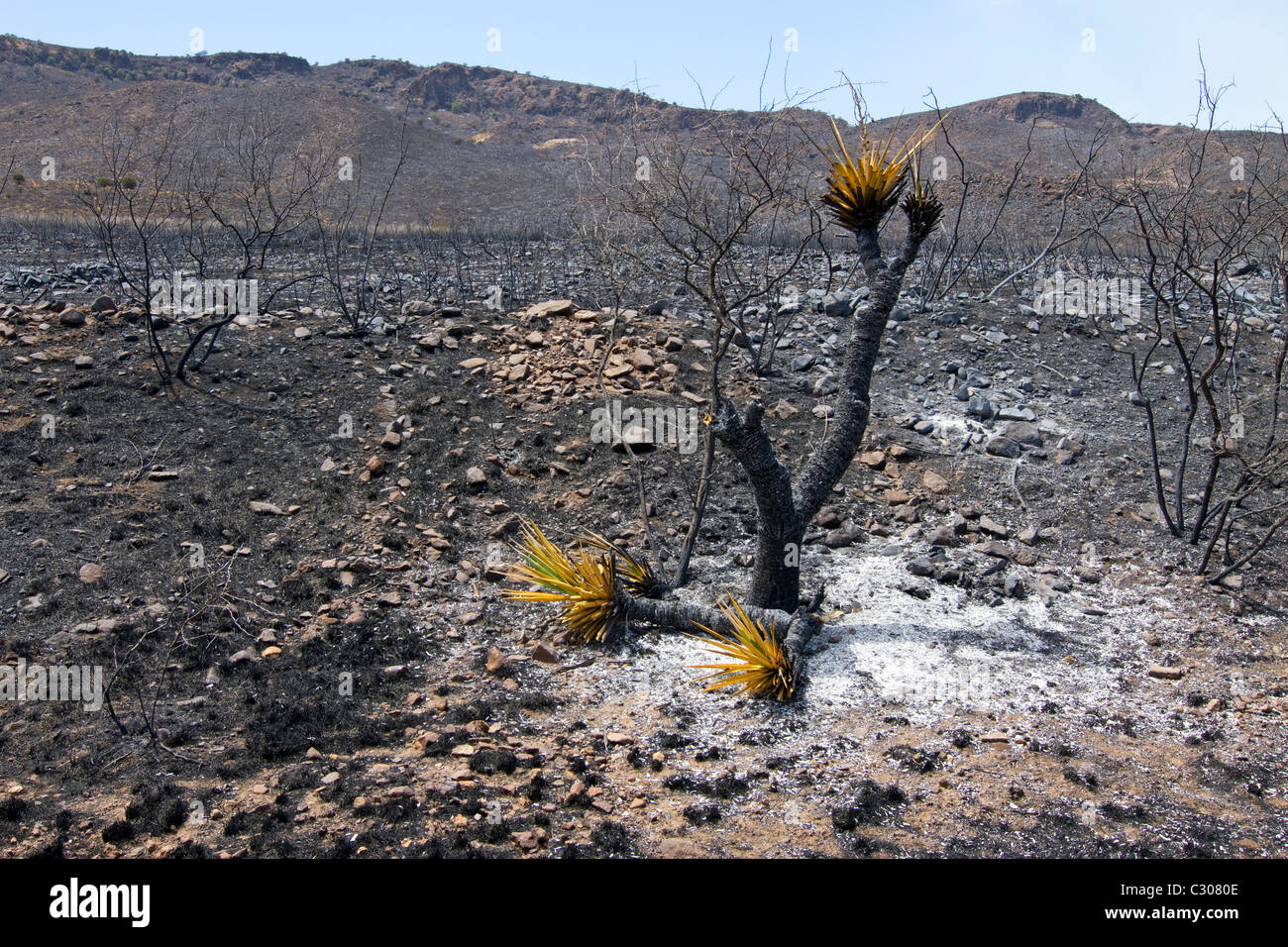 Aftermath of wild fires that devastated ranch land near Marfa and Fort ...