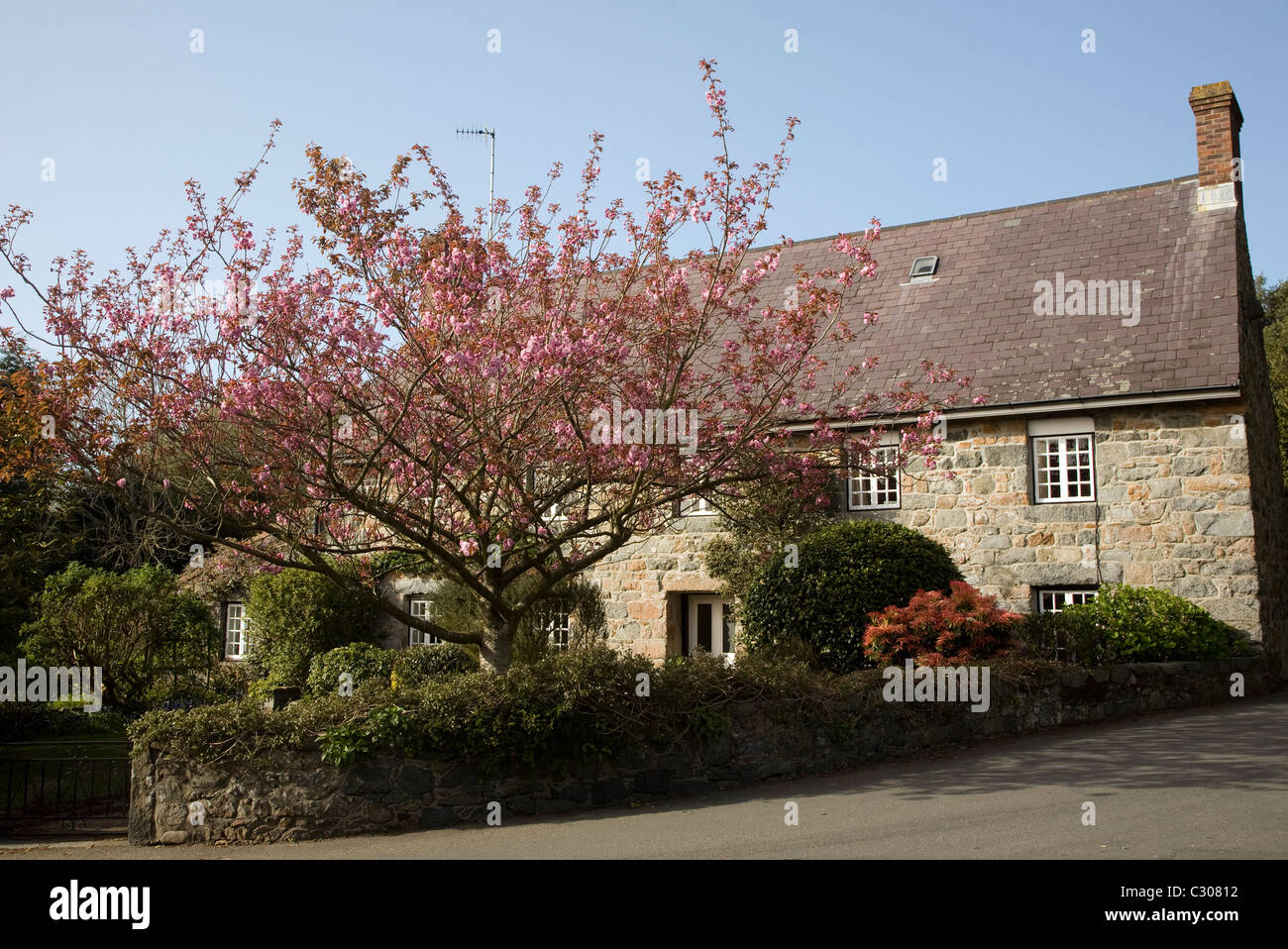 Cherry blossom tree house Torteval Guernsey Channel Islands Stock Photo ...