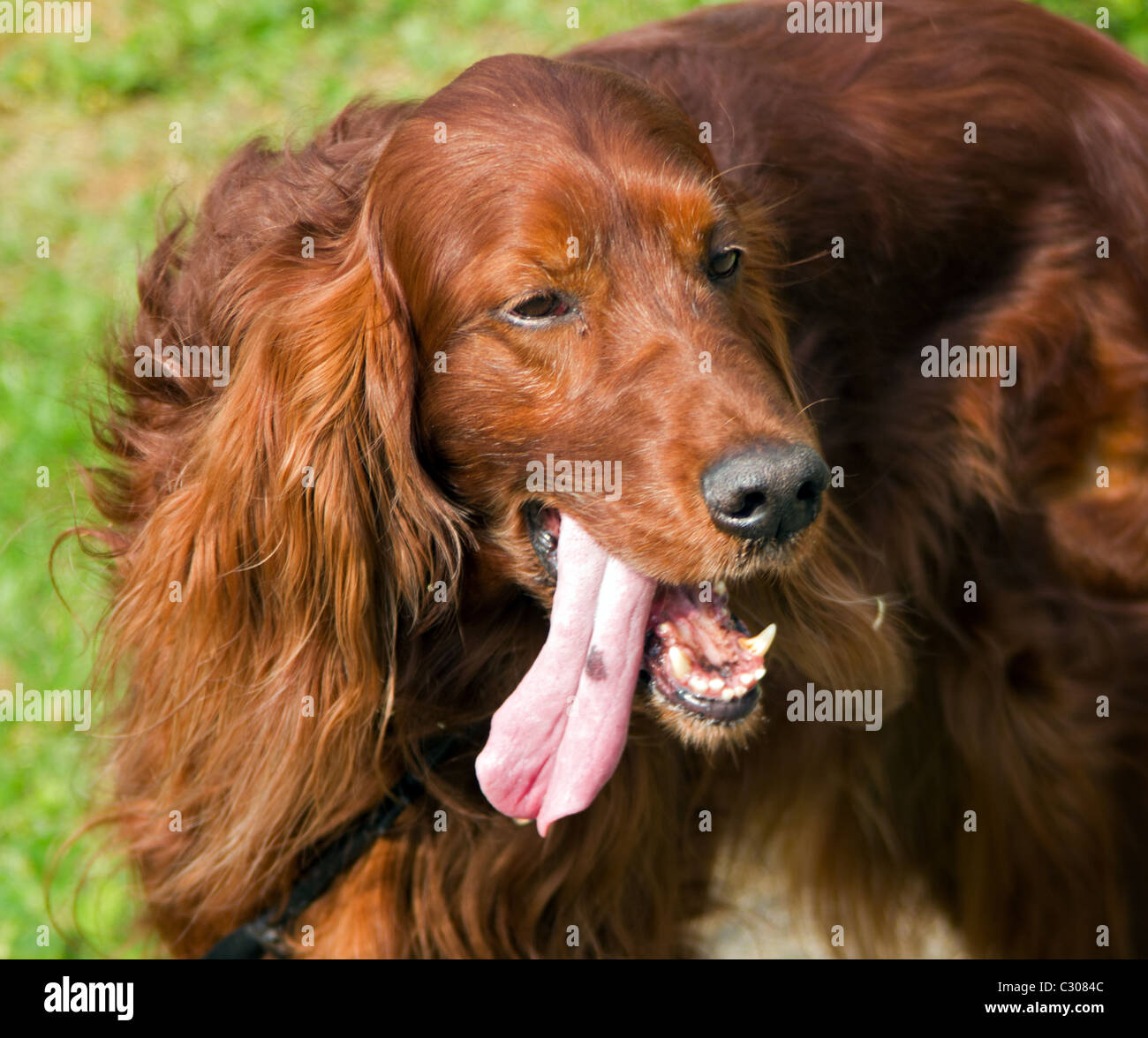 Dog Breeds Red Setter Stock Photo - Alamy
