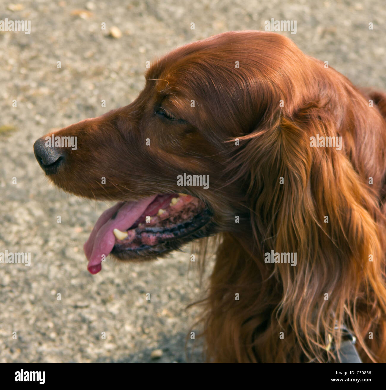 Red setter calendar hi-res stock photography and images - Alamy
