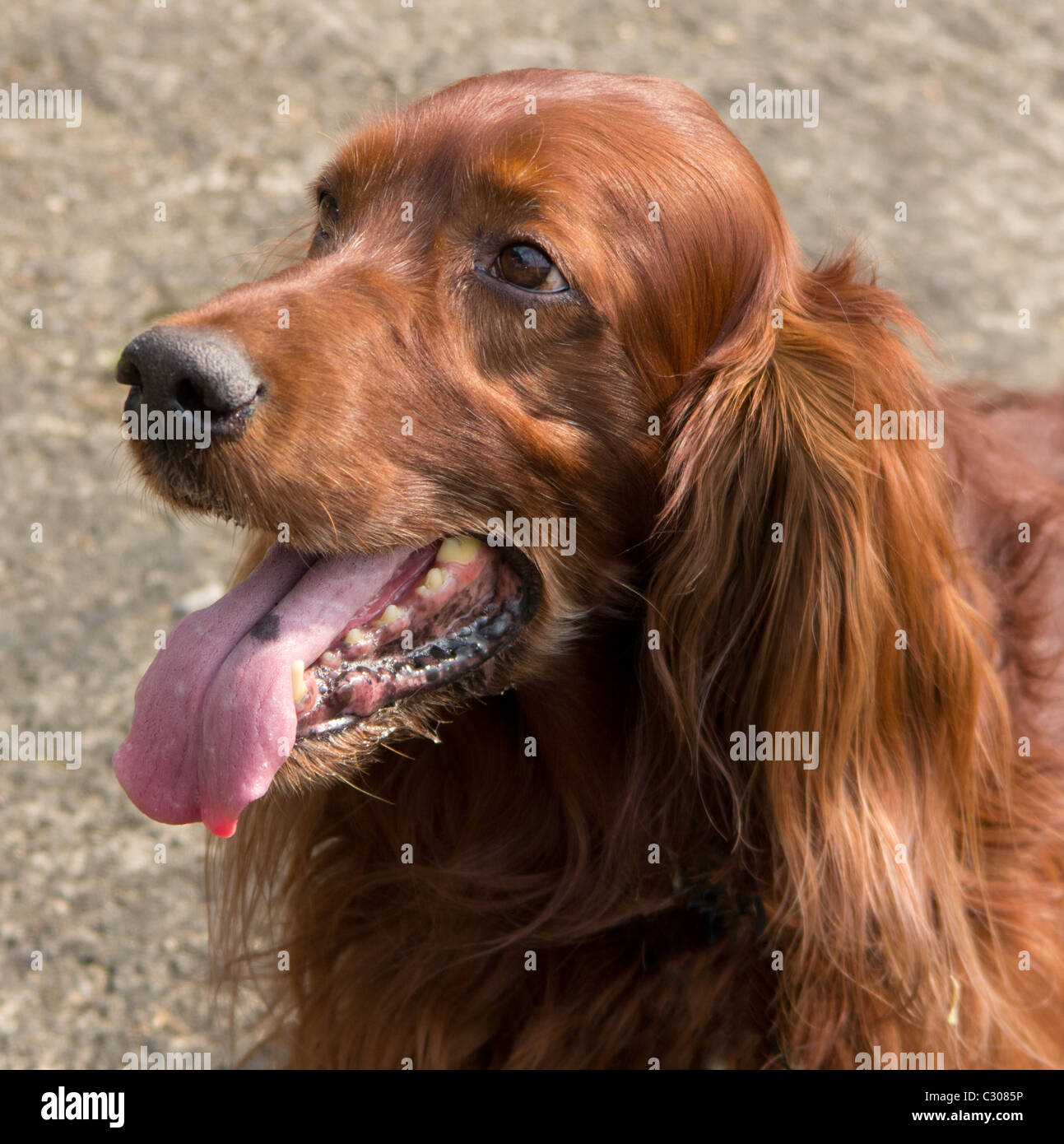 Dog Breeds Red Setter Stock Photo - Alamy
