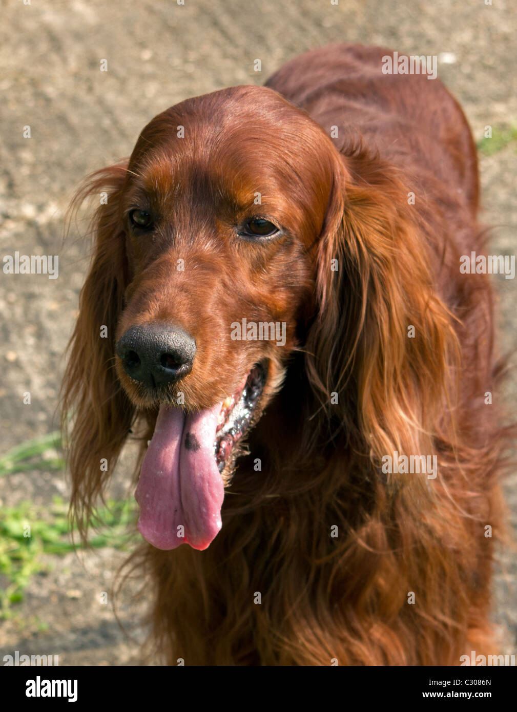 Dog Breeds Red Setter Stock Photo - Alamy