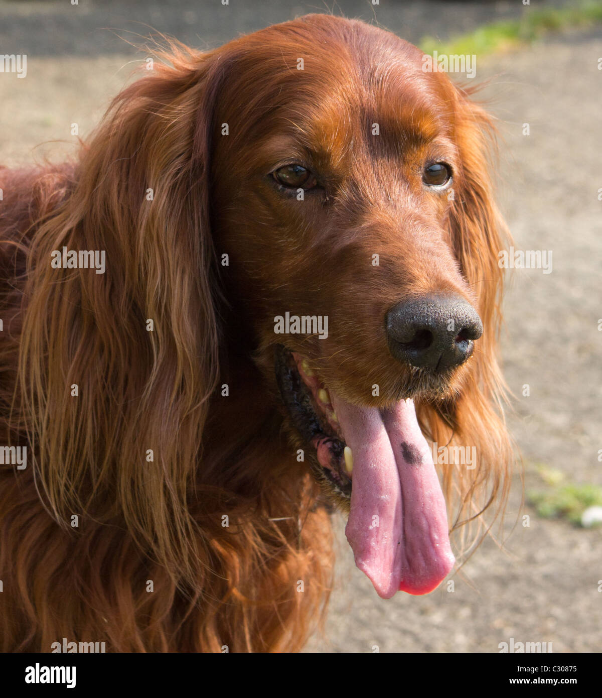Dog Breeds Red Setter Stock Photo - Alamy