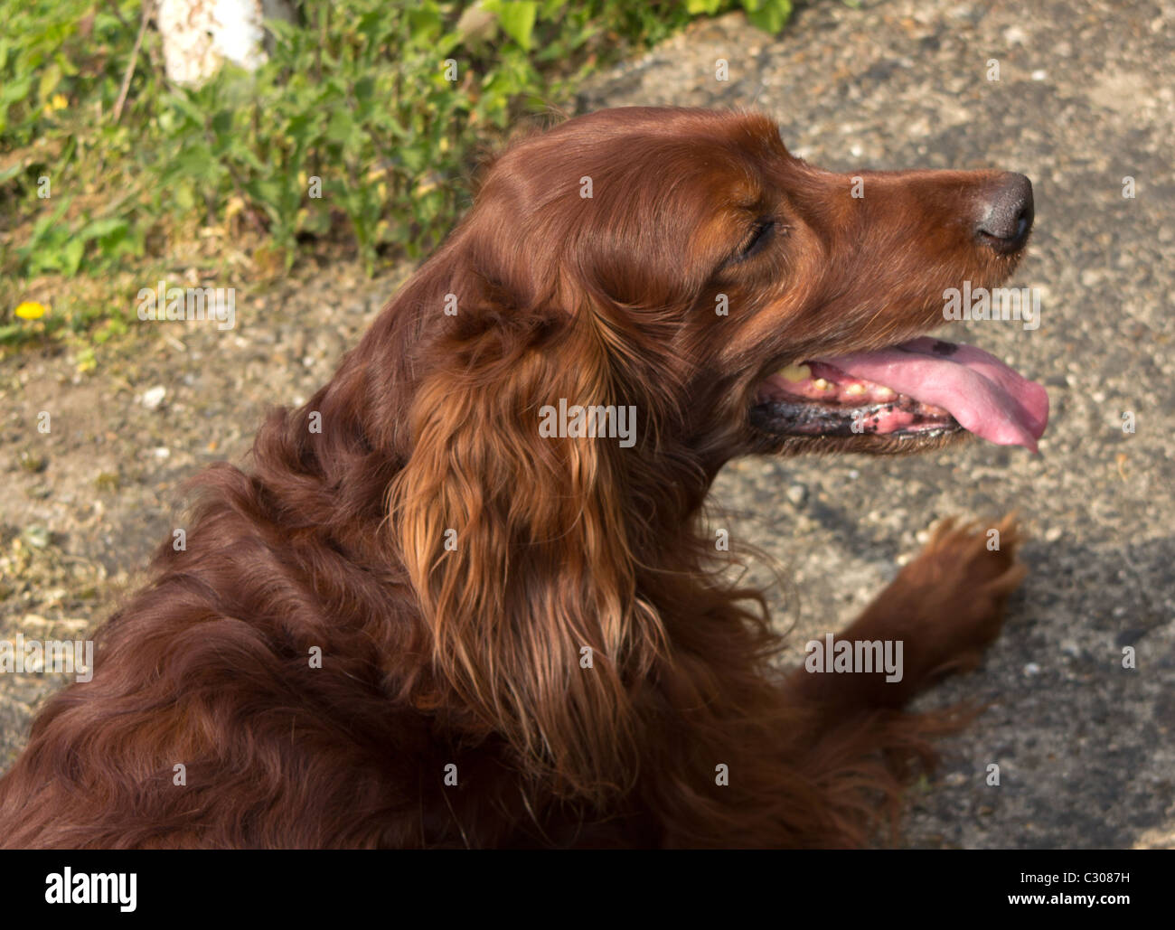Dog Breeds Red Setter Stock Photo - Alamy