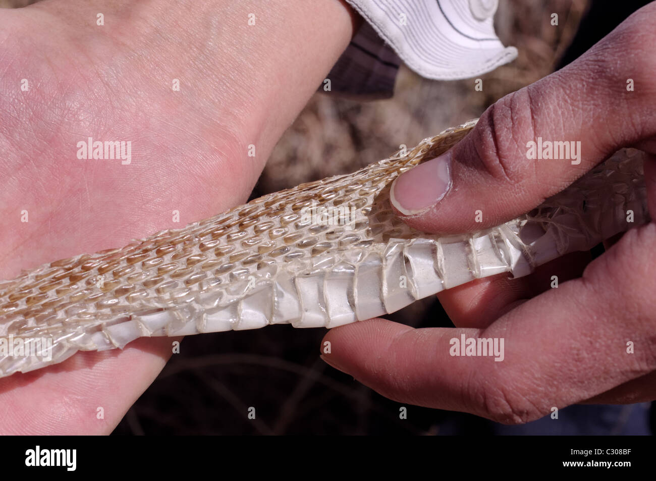 Snake sloughing hi-res stock photography and images - Alamy