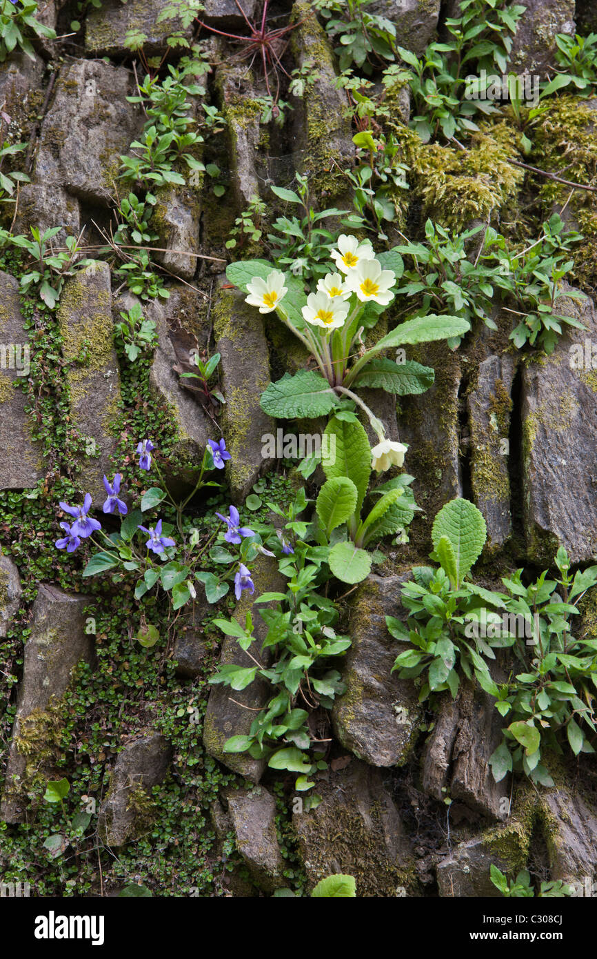Primrose, Primula Vulgaris with Purple Violet viola wildflower in ...