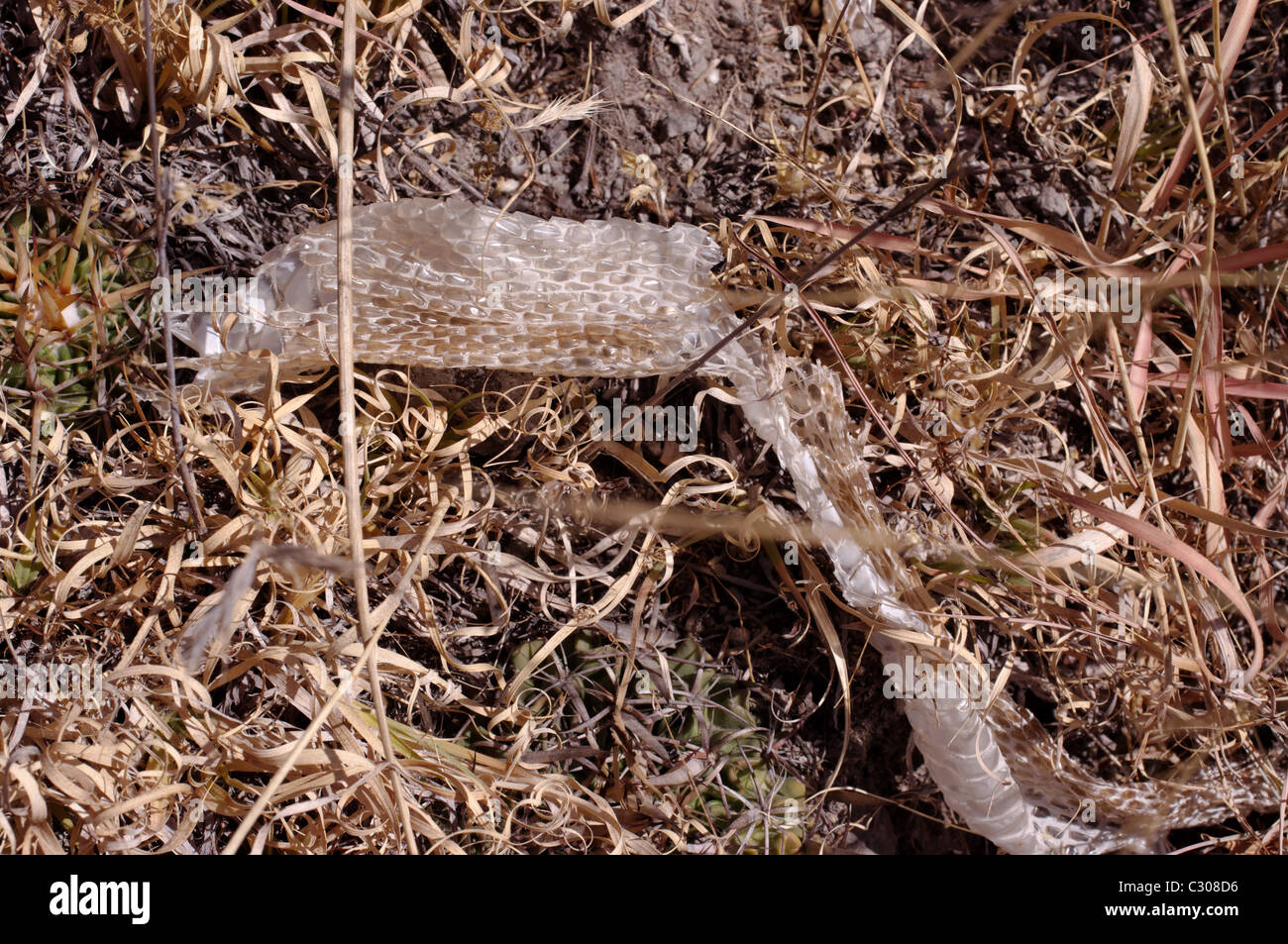 Empty exuvia of a hi-res stock photography and images - Alamy