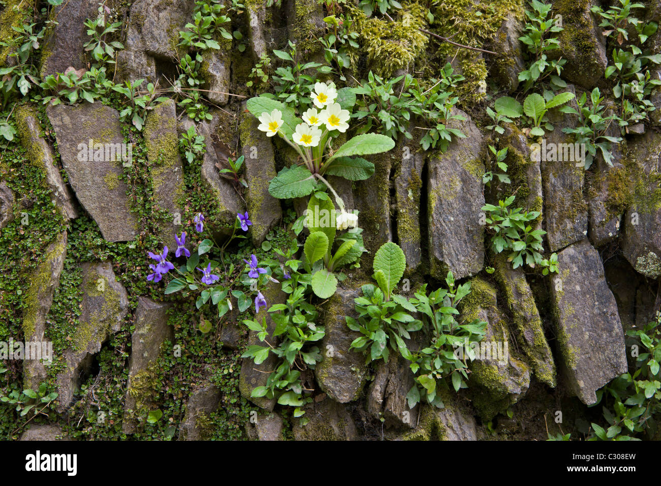 Primrose, Primula Vulgaris with Purple Violet viola wildflower in ...