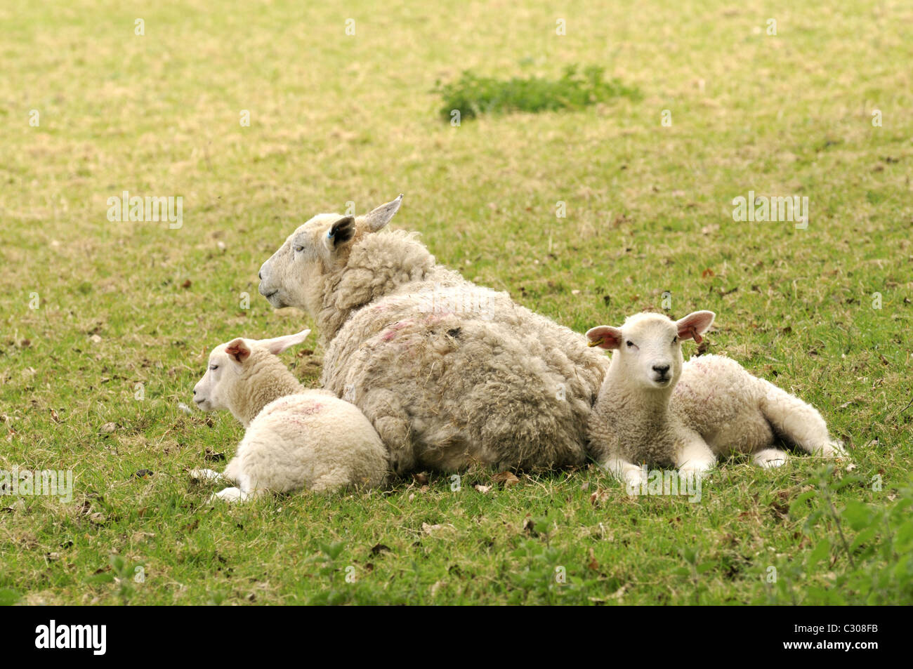 Spring lambs sheep april uk hi-res stock photography and images - Alamy
