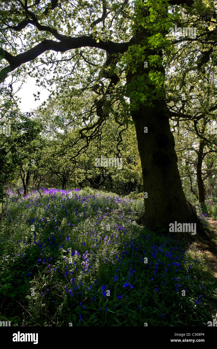 Bluebells in woodland Stock Photo - Alamy