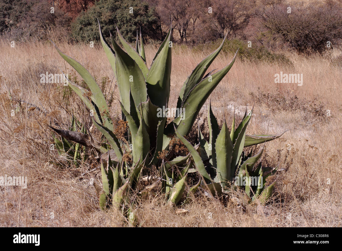 Wild agave with many offsets growing around it in central Mexico Stock ...
