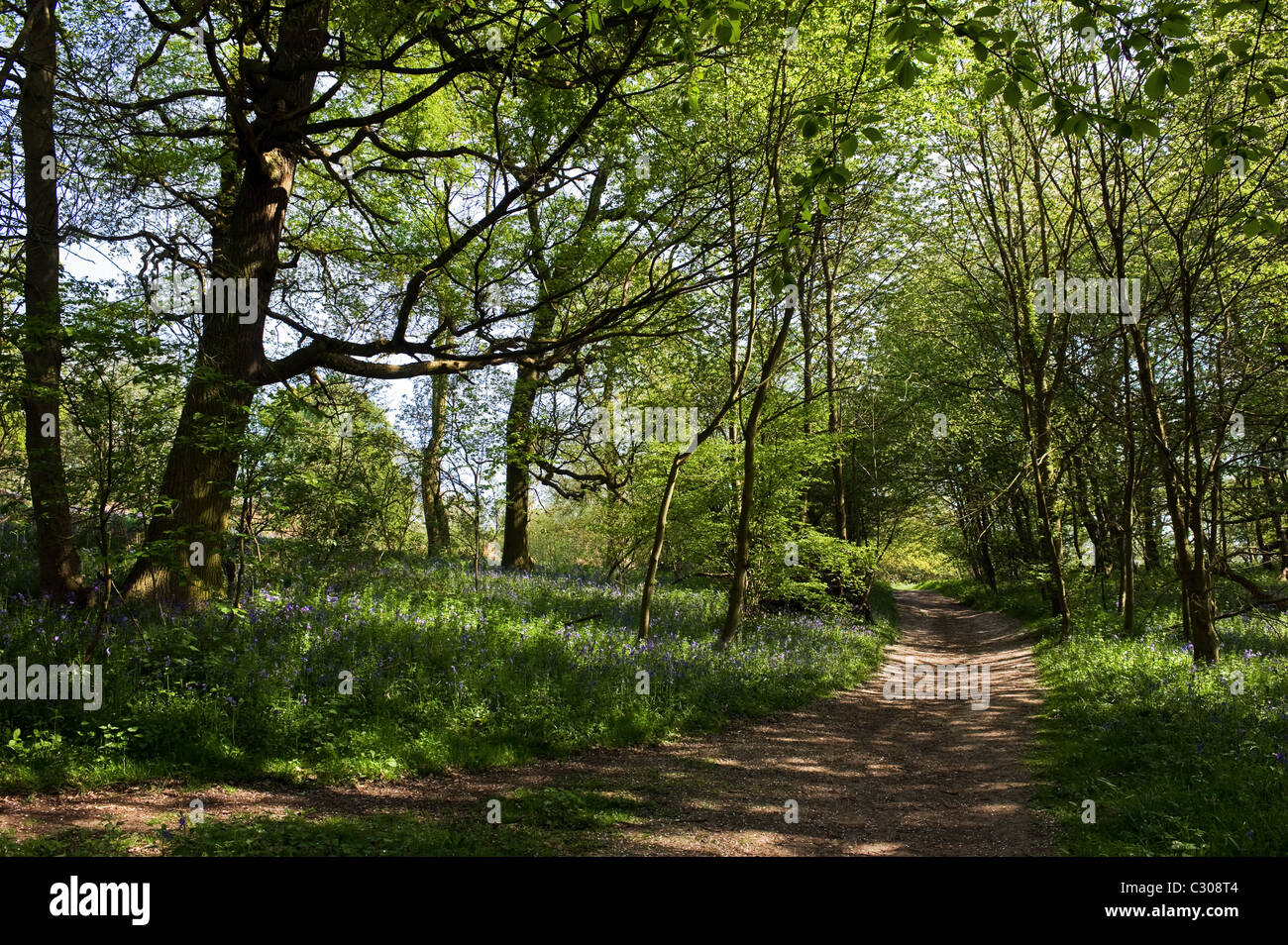 Path running through Coombe Wood in Langdon Hills in Essex in the UK ...