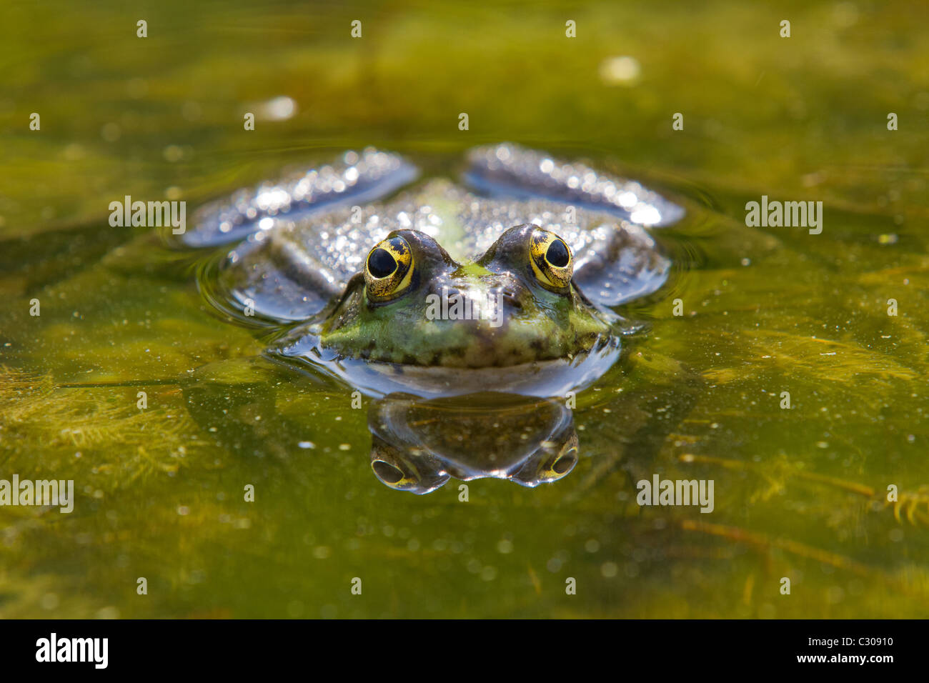 Frog in closeup view Stock Photo - Alamy