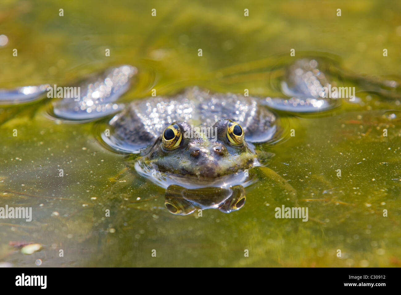 Frog in very closeup macro view with open eyes Stock Photo - Alamy