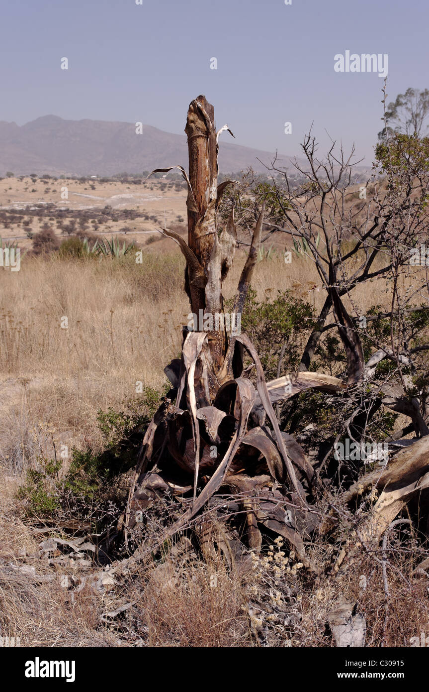 Remains of a dead agave plant Stock Photo - Alamy