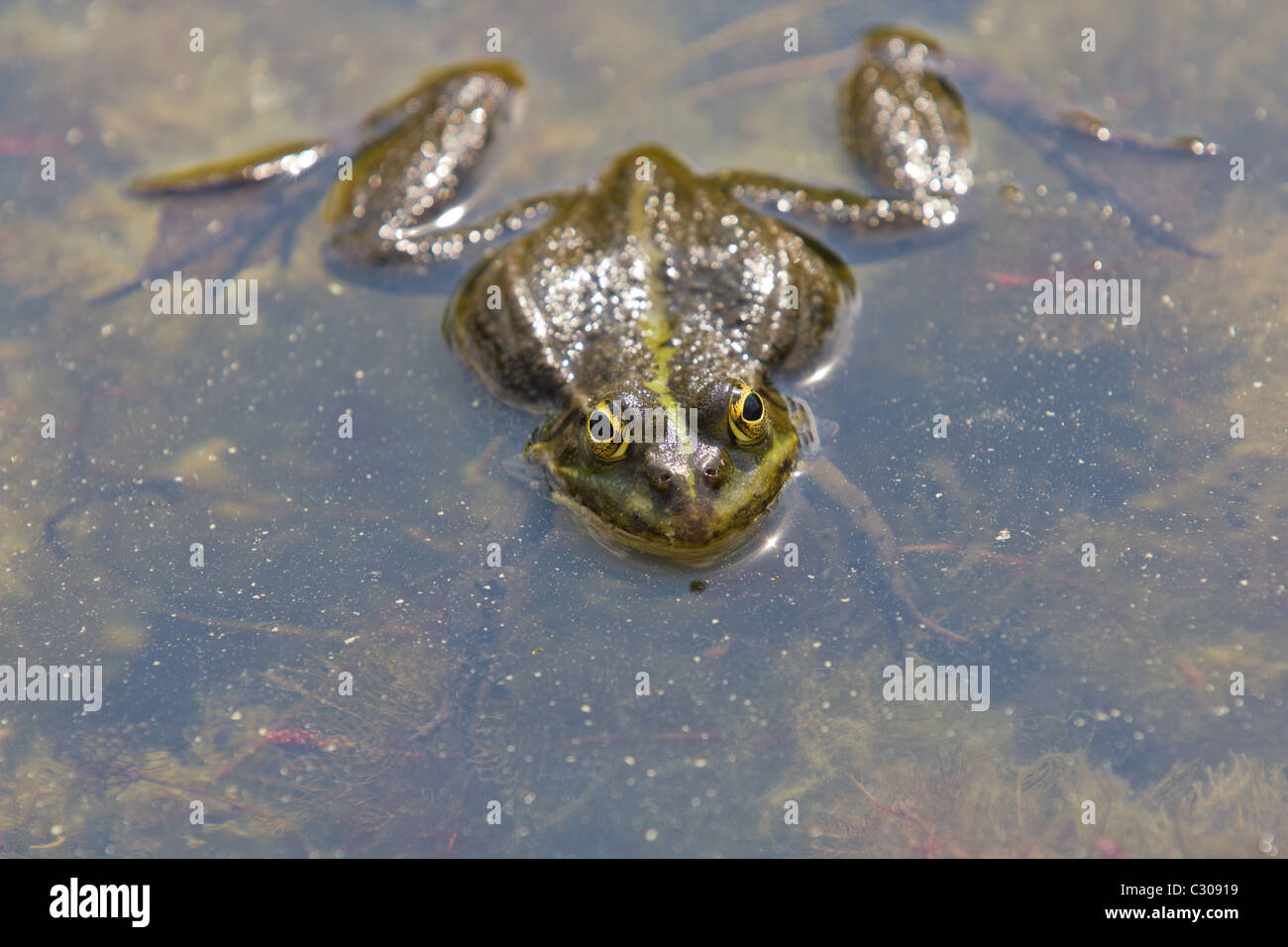 Frog in very closeup macro view with open eyes Stock Photo - Alamy